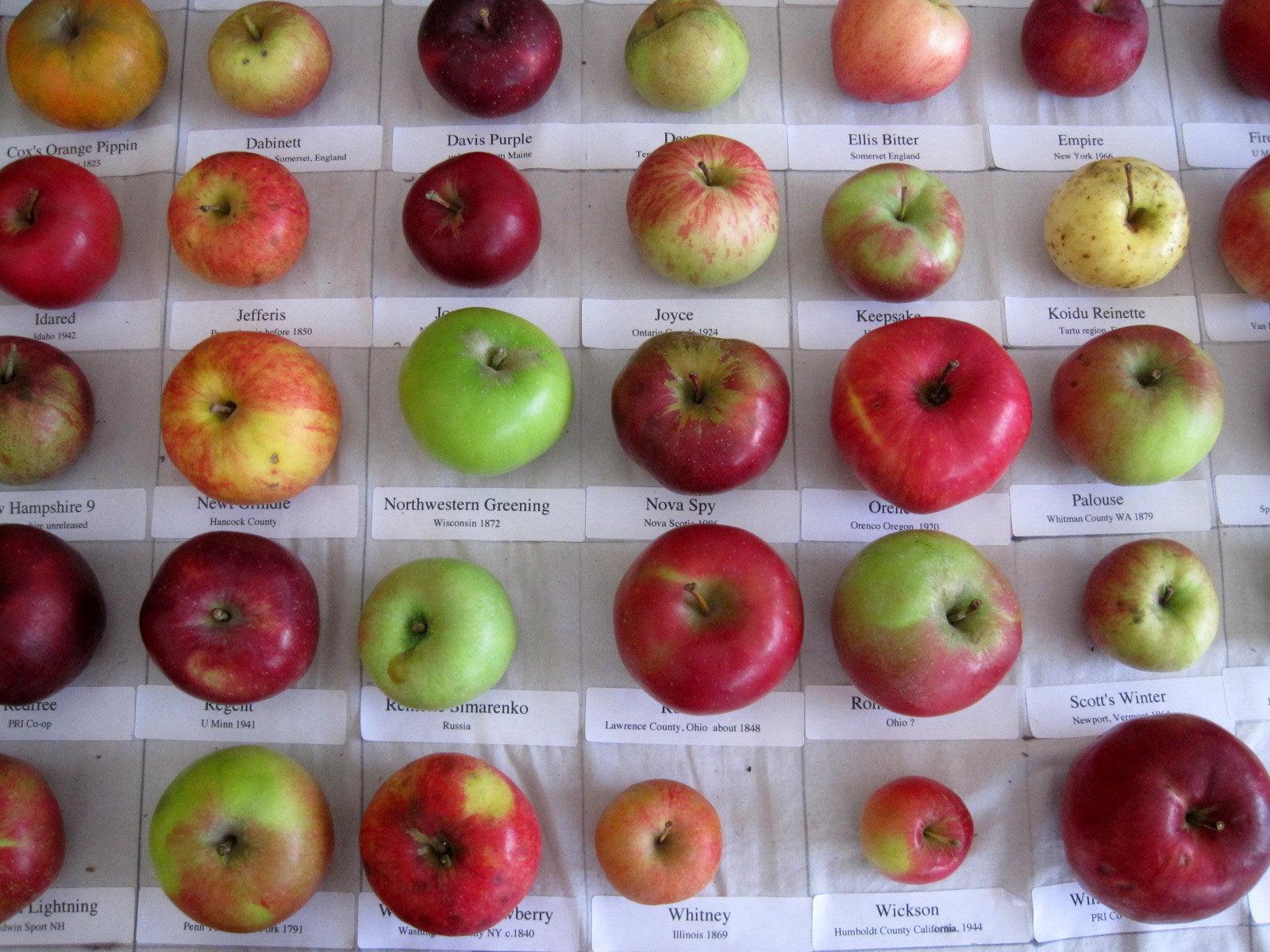 10 Great Heritage Apple Varieties Worth Growing – Learning with Experts