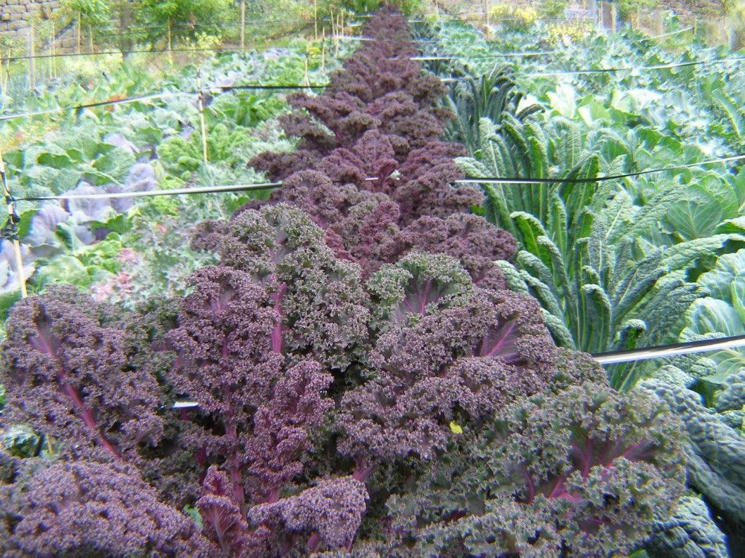 Get set for winter – Learning with Experts