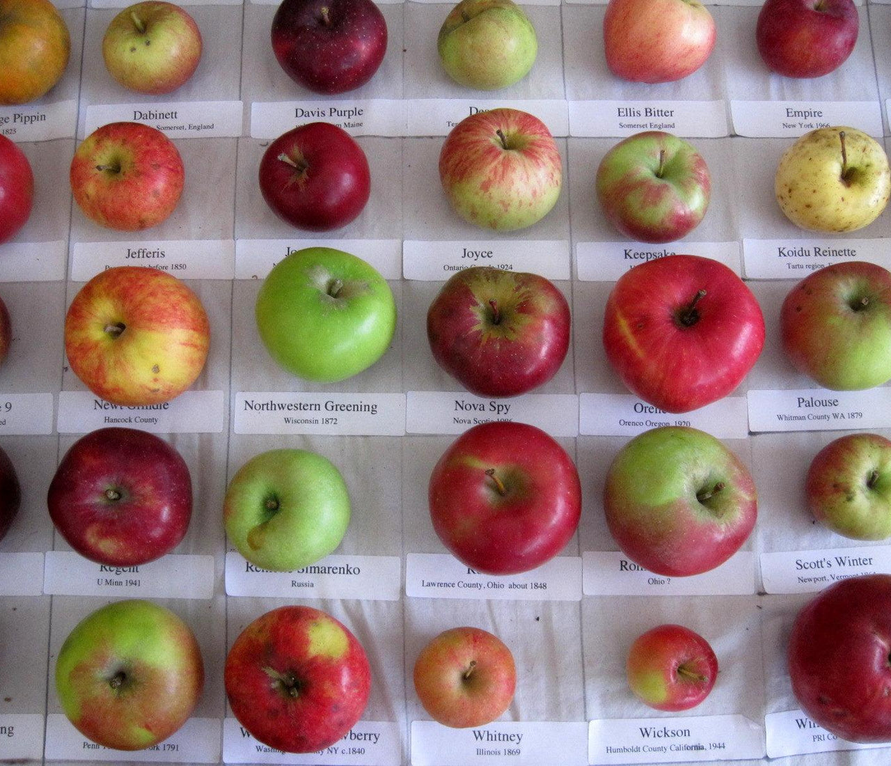 10 Great Heritage Apple Varieties Worth Growing – Learning with Experts