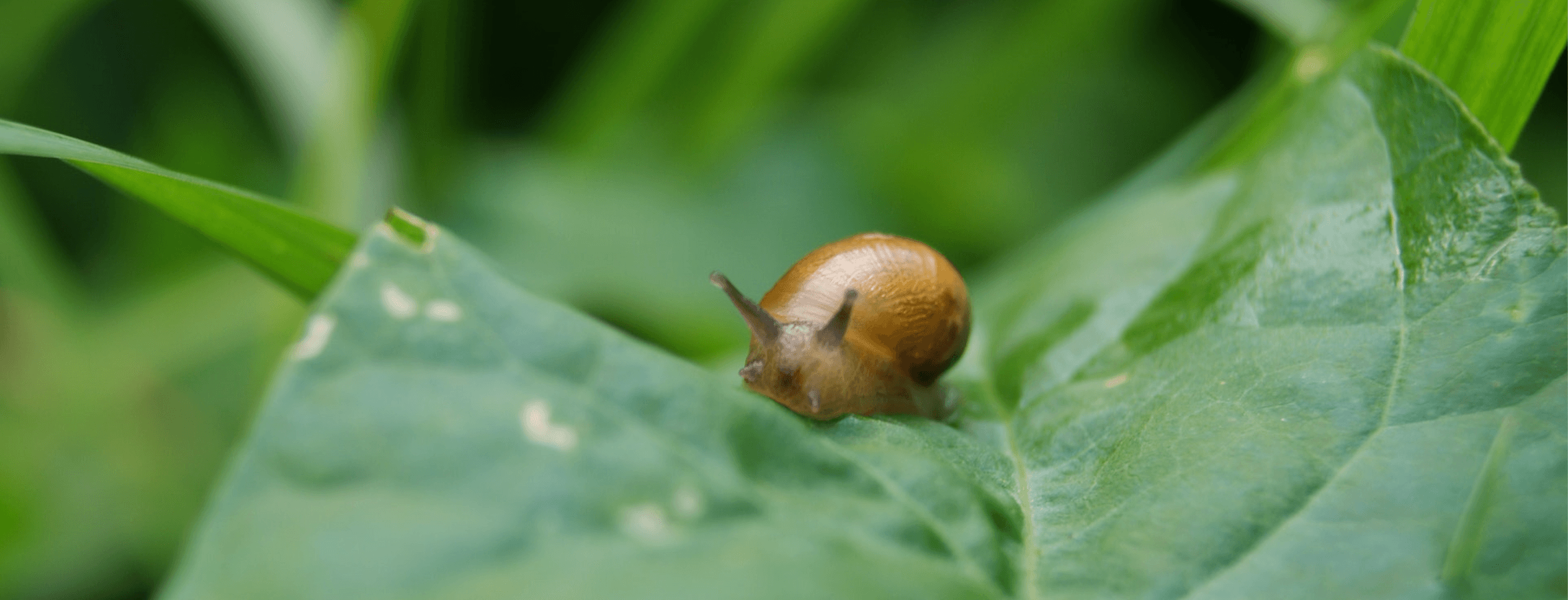 Organic Slug & Snail Control – Learning with Experts