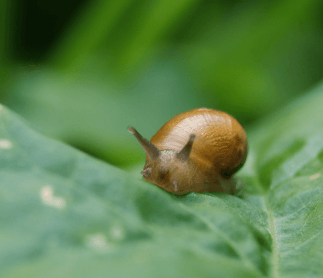 Organic Slug & Snail Control – Learning with Experts