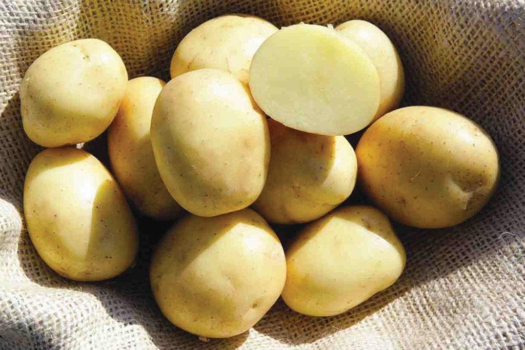 How to Grow Potatoes in Small Spaces – Learning with Experts