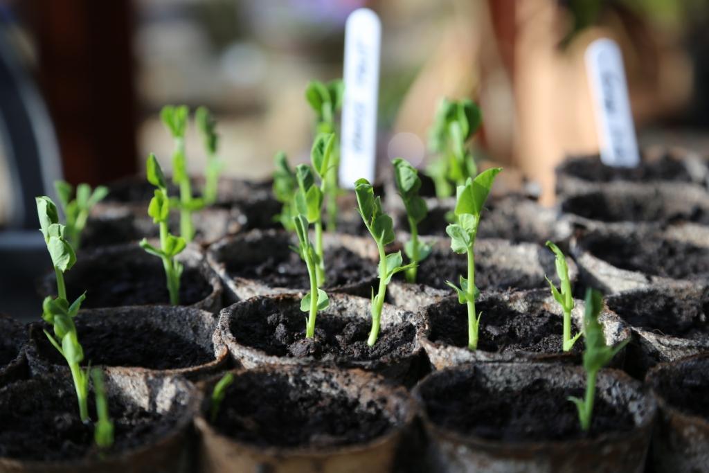 Growing from seed – starting your plants the easy way – Learning with ...