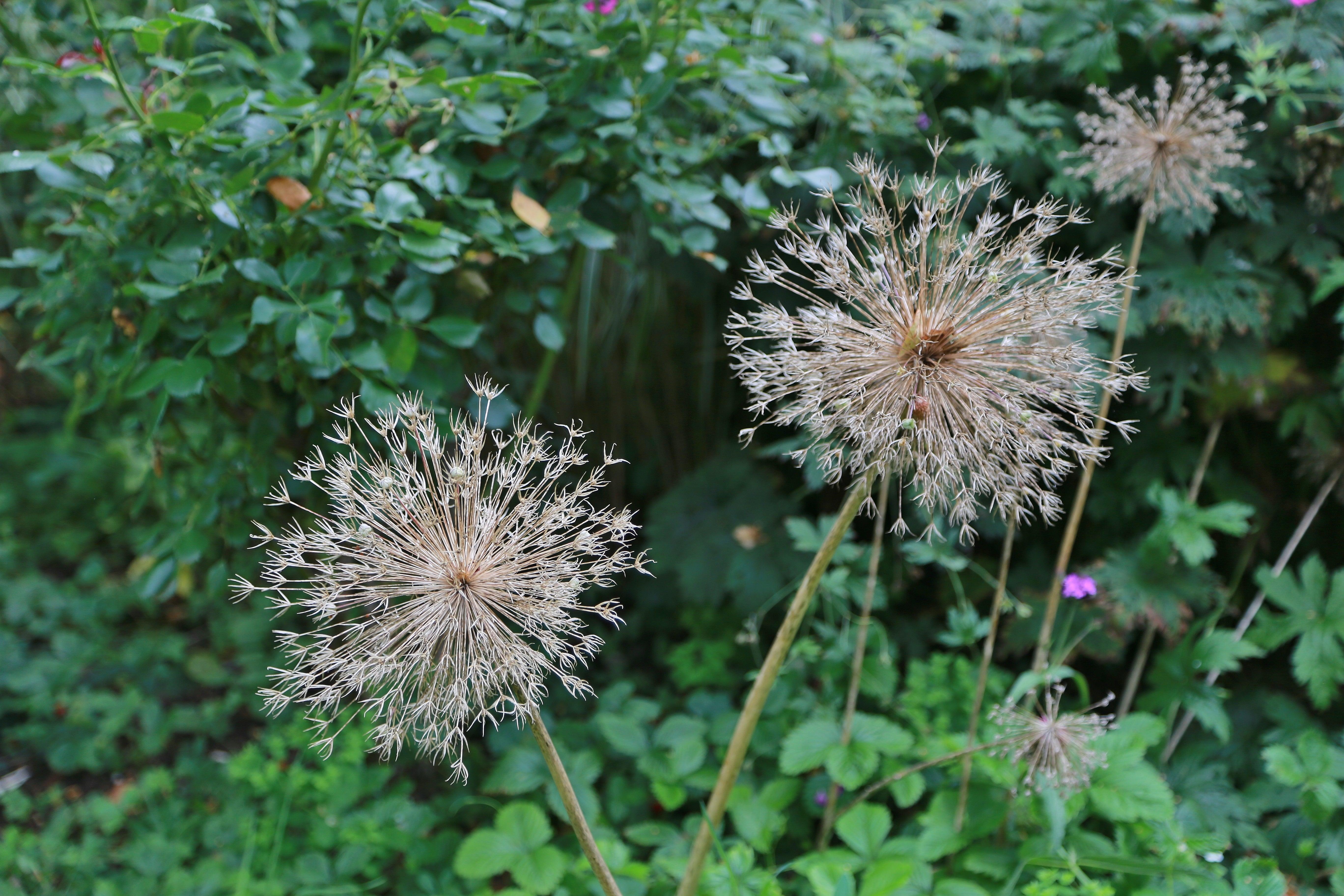 Sensational Seed Heads – Learning with Experts