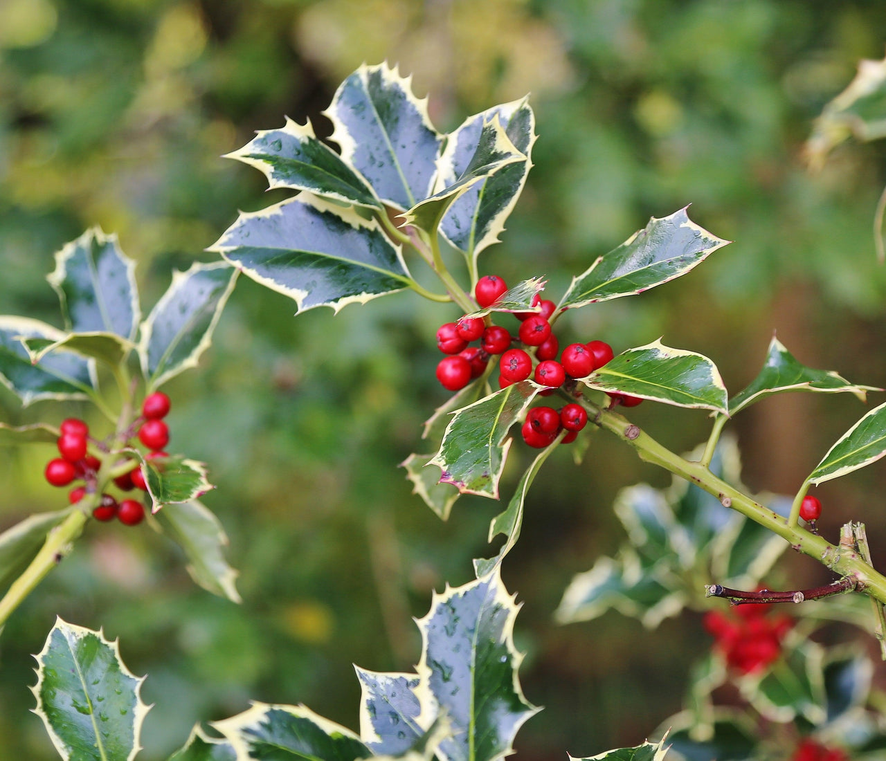 Evergreen, ever-popular hollies – Learning with Experts