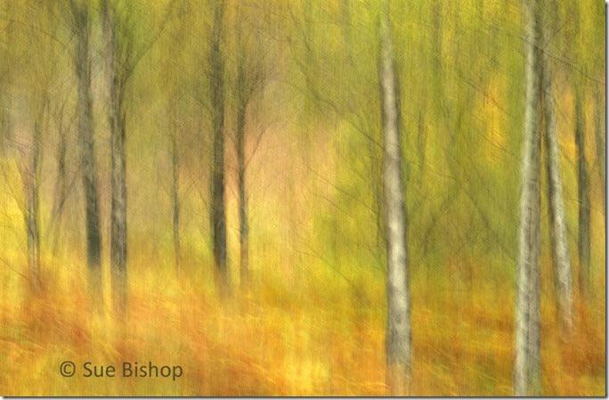 Panning: Photography Panning Techniques Explained – Learning with Experts