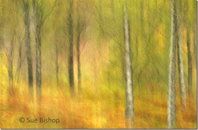 Panning: Photography Panning Techniques Explained – Learning with Experts