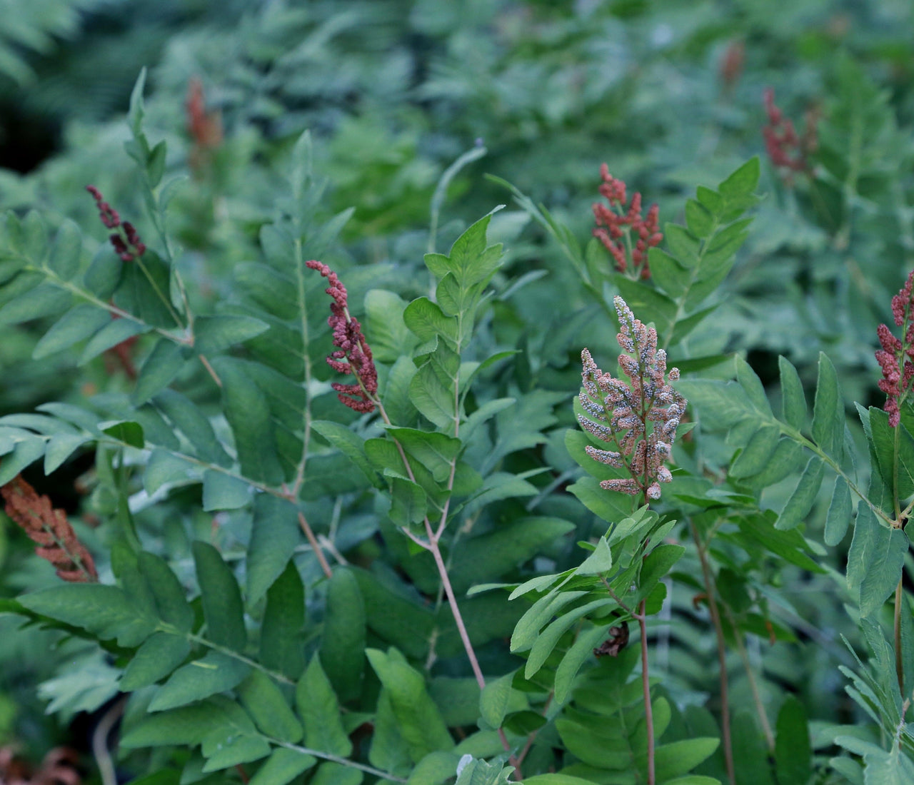 Favourite Ferns – Learning with Experts