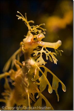 How to Photograph Animals/Fish Behind Glass – Learning with Experts