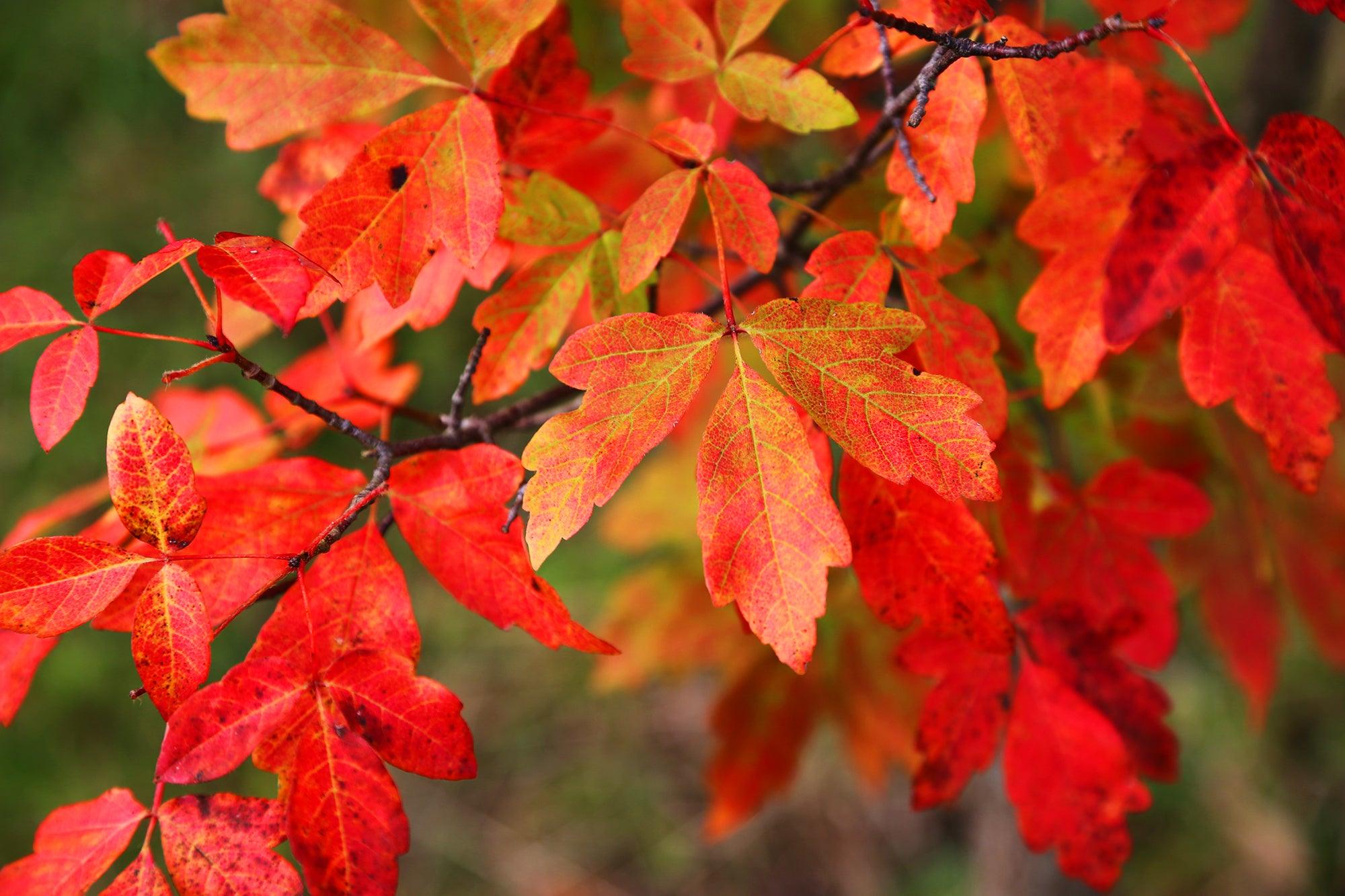 Most Beautiful Autumn Trees The Most Beautiful Autumn Walks Less Than
