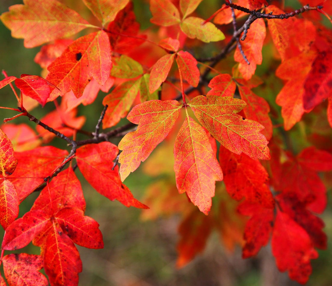 Acers: The Most Beautiful Trees for Autumn Colour – Learning with Experts
