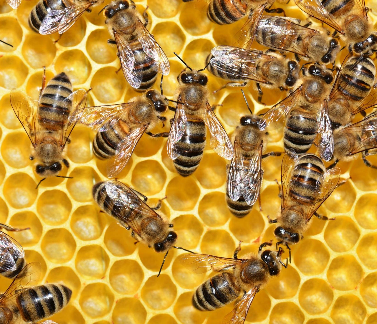 Get Your Bee Saver Kit – Learning with Experts