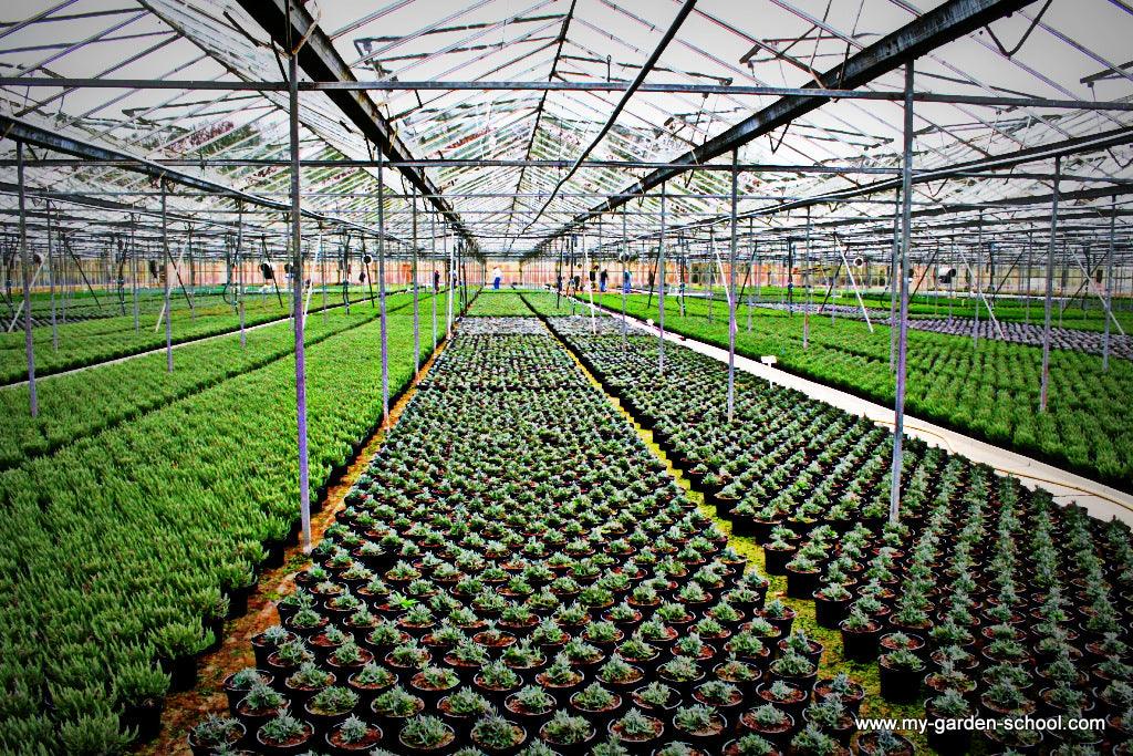 Horticulture - A career to be proud of – Learning with Experts