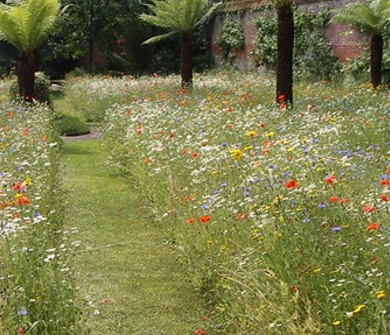 A Wildflower Meadow; an easy option or hard work? – Learning with Experts