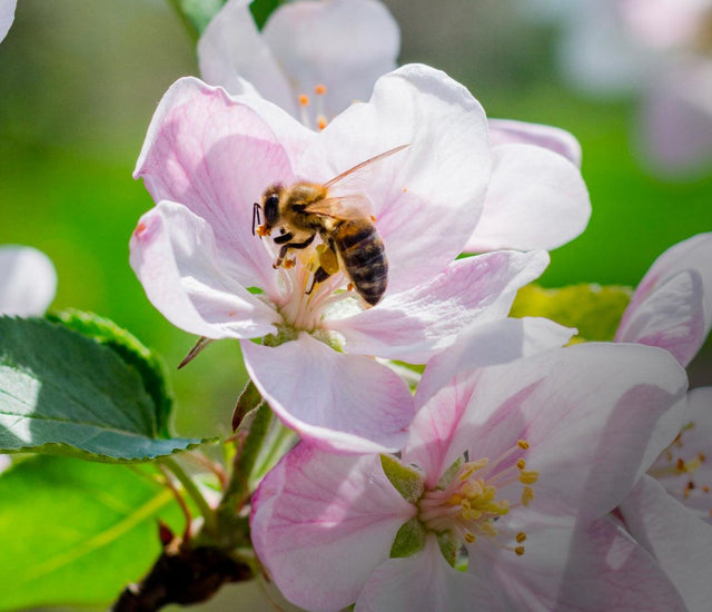 Earn Your RHS Level 2 Certificate Online with a Comprehensive Gardening ...