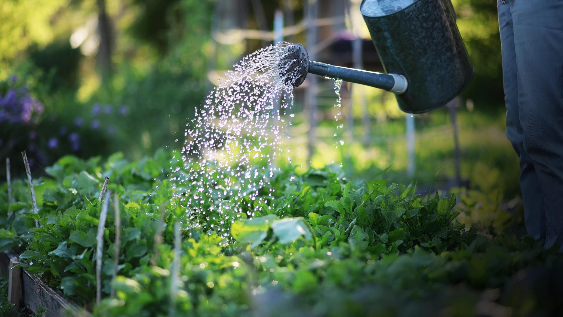 Achieve Horticultural Success with the RHS Level 2 Certificate in Plant ...