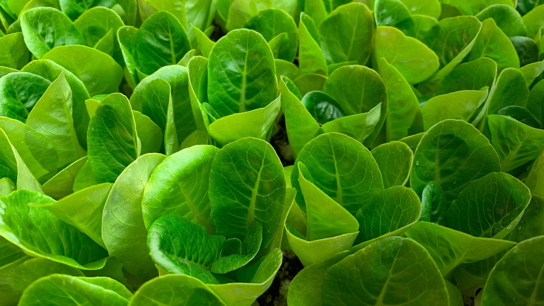 RHS Level 2 Online: The Perfect Way to Learn About Gardening from Anyw ...