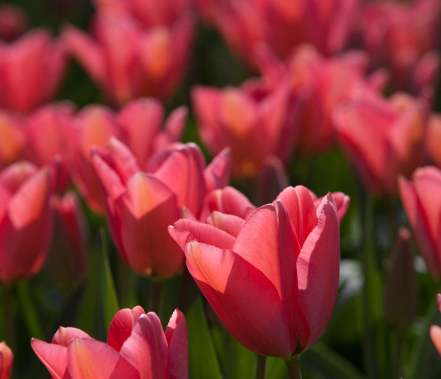 Buying Tulip Bulbs - Size Matters! – Learning with Experts