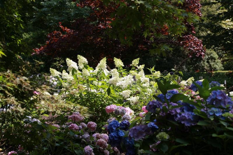 How to grow hydrangeas – shrubs for late summer colour – Learning with ...