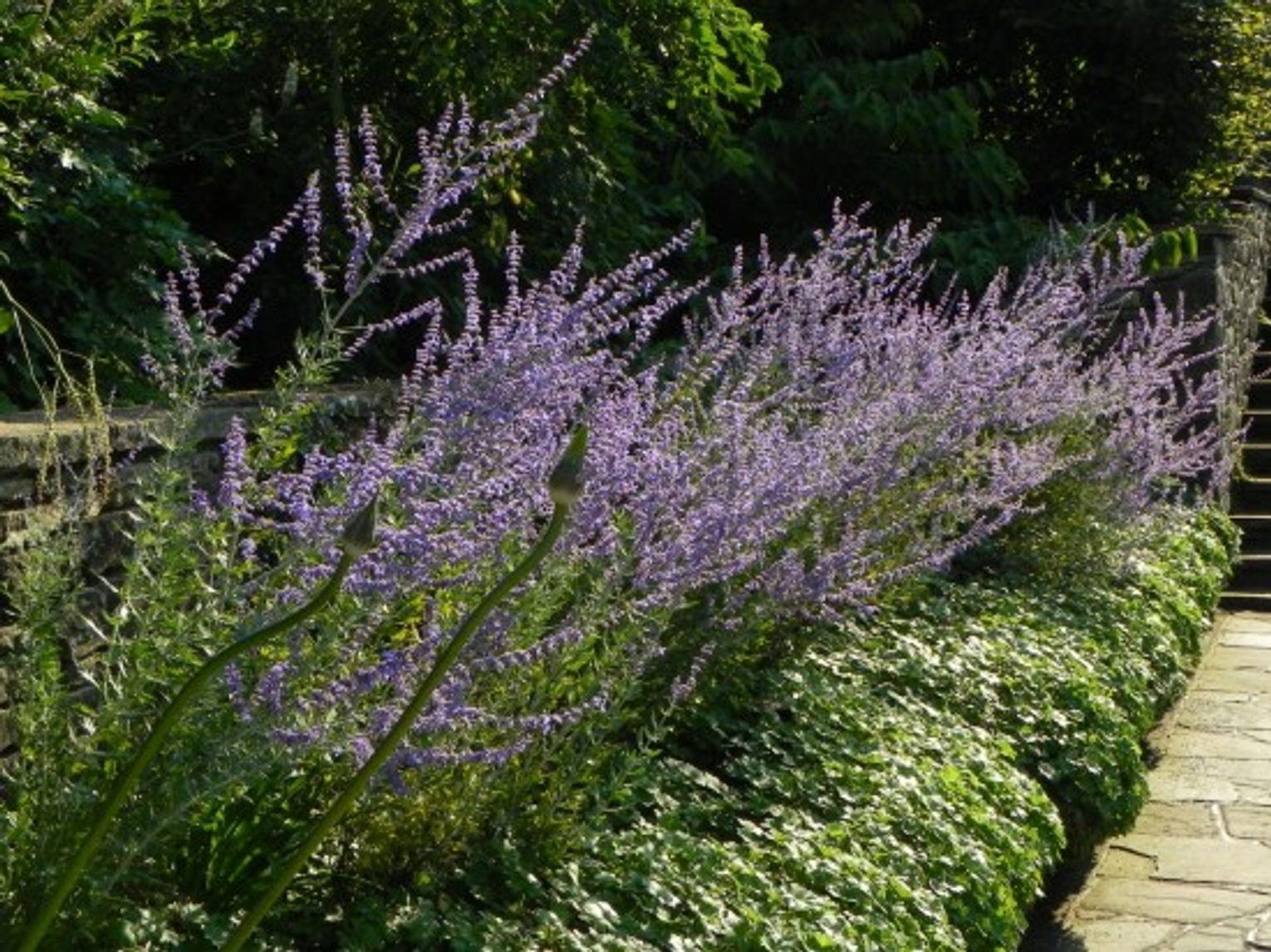 Plants for narrow borders – Learning with Experts