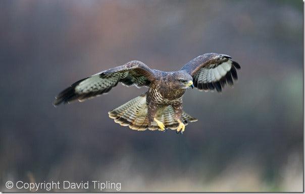 5 Top Photography Tips for Razor Sharp Shots – Learning with Experts