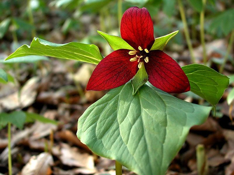 How to grow trilliums – Learning with Experts