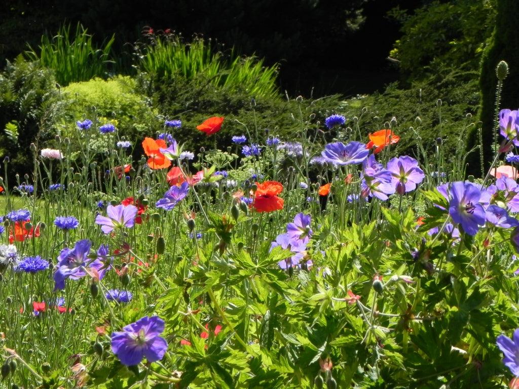 How to Create a Contemporary Summer Meadow – Learning with Experts