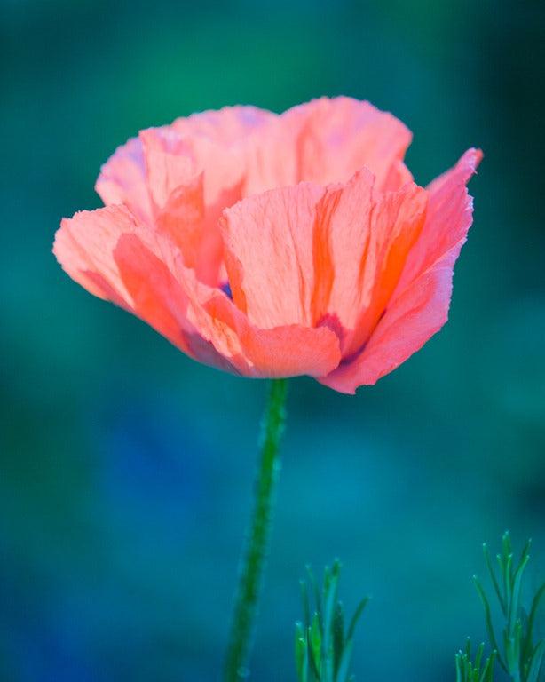 Fine Art Flower Photography – Learning with Experts