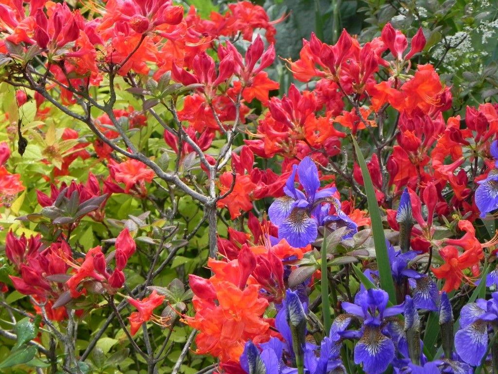 Deciduous azaleas: the loveliest of the rhododendrons – Learning with ...