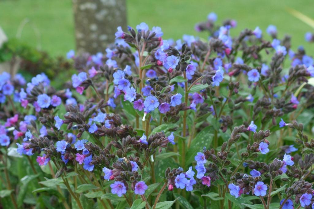 Soldiers and Sailors; Early spring flowers with magical powers ...