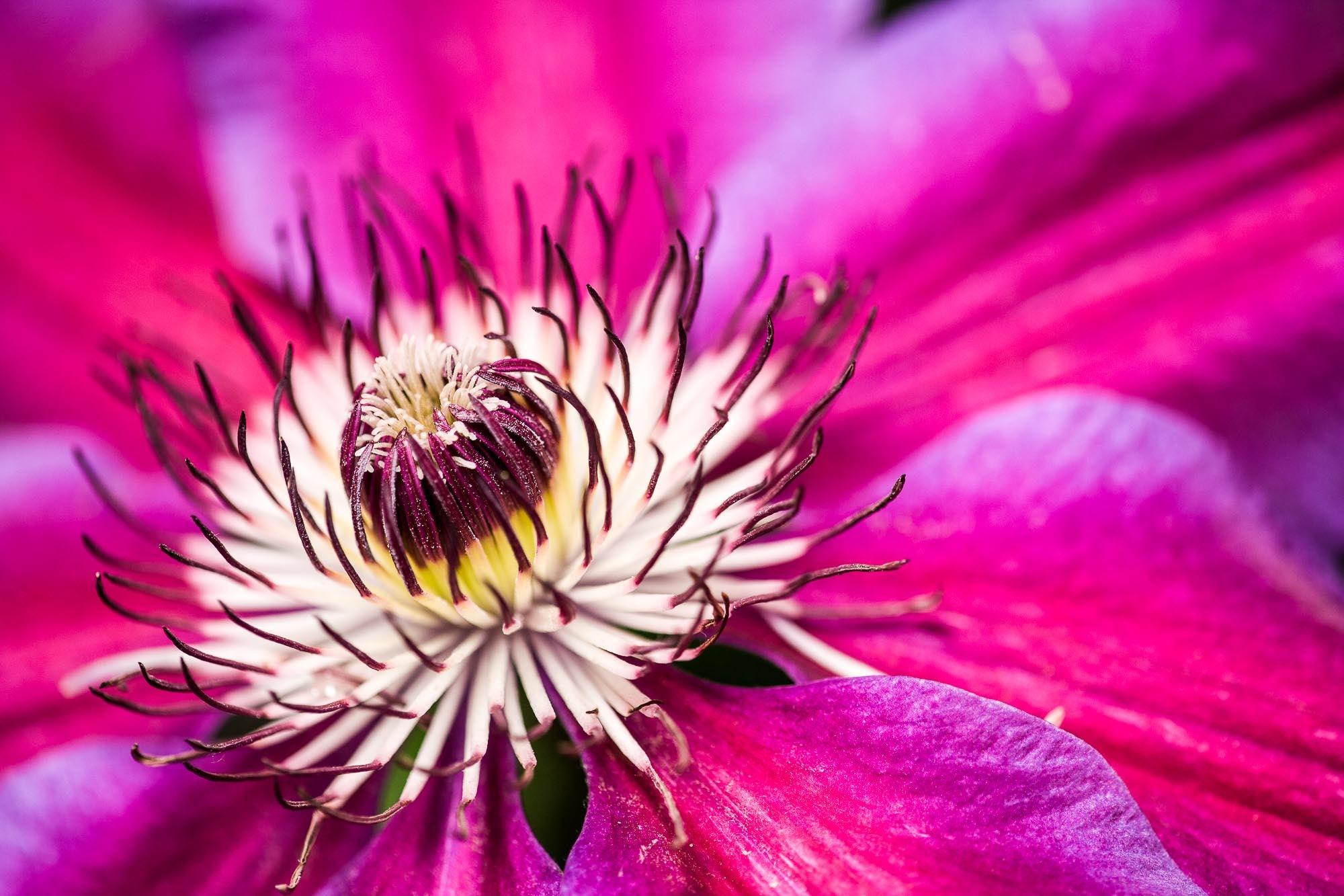 PRESS RELEASE: Flower and Plant Photography with World Class Horticult ...