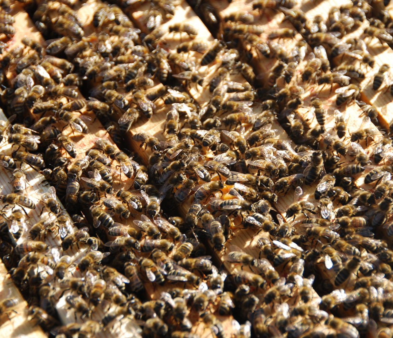 Fascinating Facts about Bees – Learning with Experts