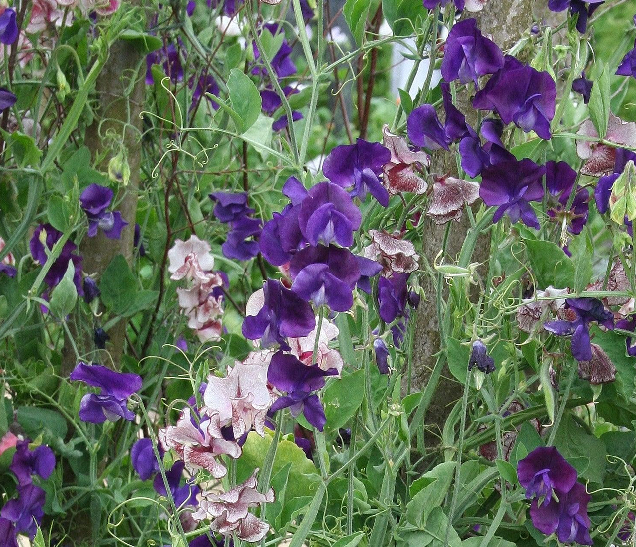 How To Grow Amazing Sweet Peas – Learning with Experts