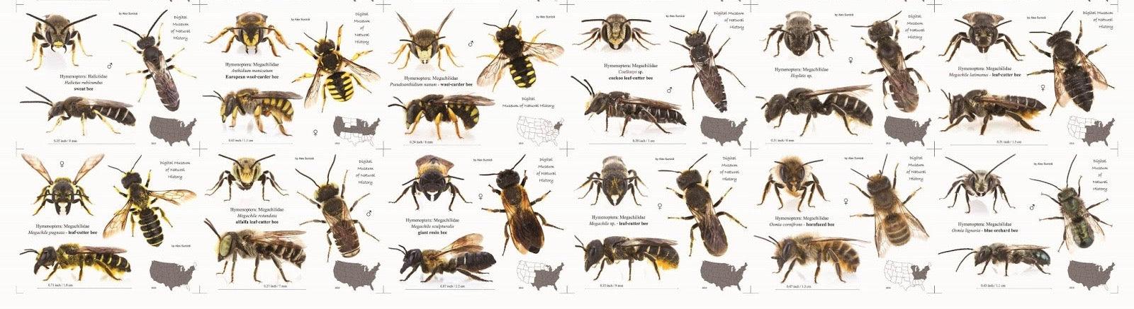 A Guide to Bee Species – Learning with Experts