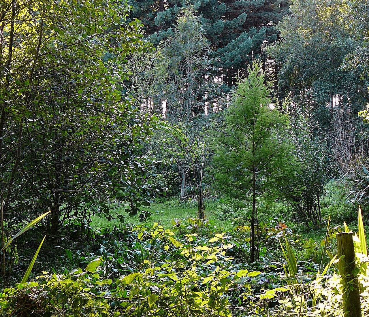 Forest Gardening Explained – Learning with Experts