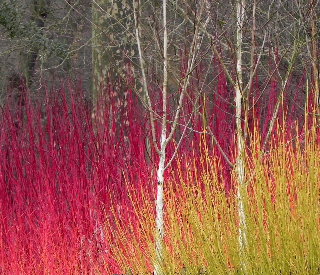 Magic Wands: cornus, salix, acer varieties spell winter colour ...