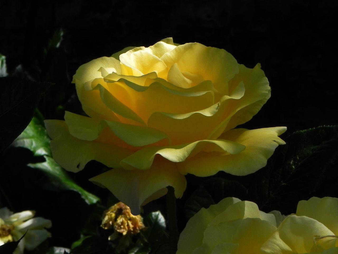 Time to think about roses – Learning with Experts