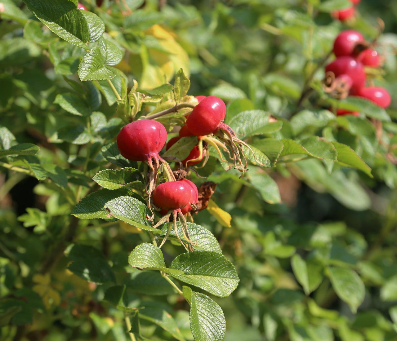 Resilient Roses – Learning with Experts